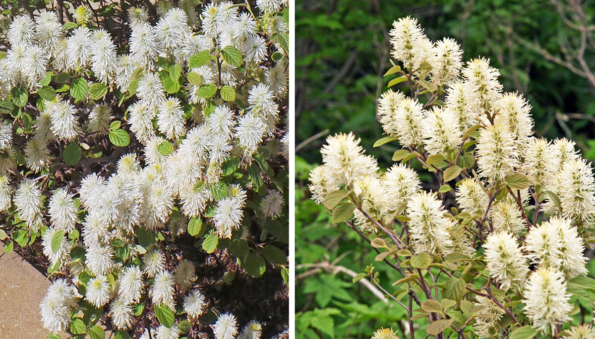Fothergilla – Wisconsin Horticulture
