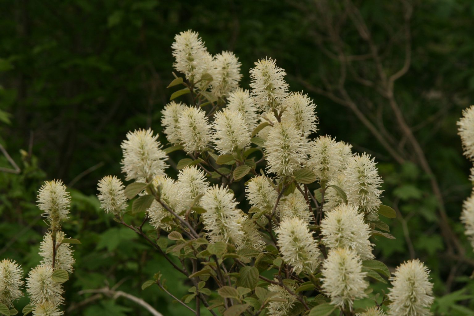 Deciduous Trees & Shrubs – Wisconsin Horticulture