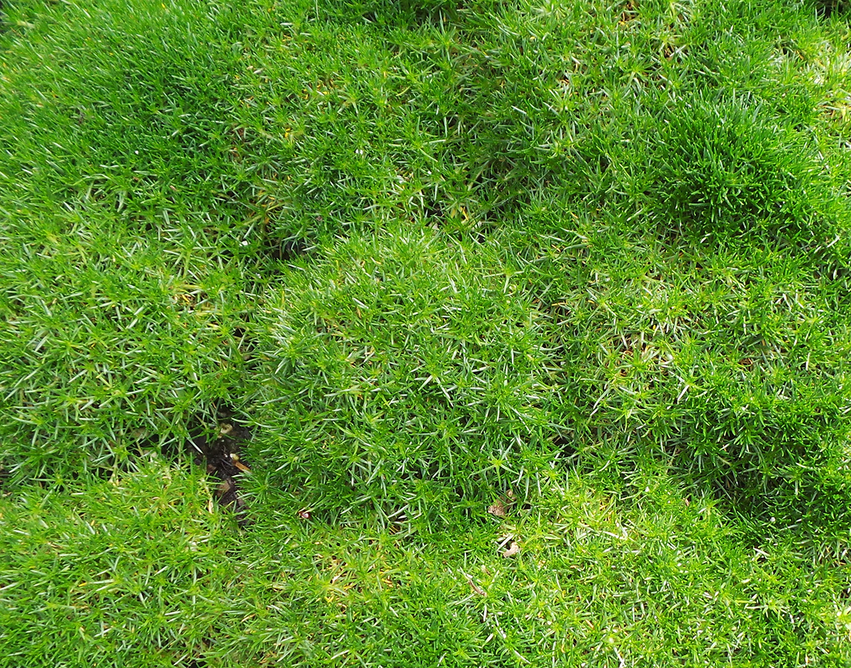 Irish and Scotch Moss, Sagina subulata and Arenaria verna – Wisconsin ... Irish and Scotch Moss, Sagina subulata and Arenaria verna – Wisconsin ...