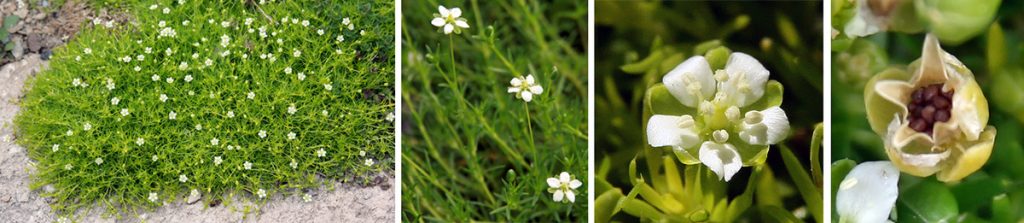 Irish and Scotch Moss, Sagina subulata and Arenaria verna – Wisconsin ...