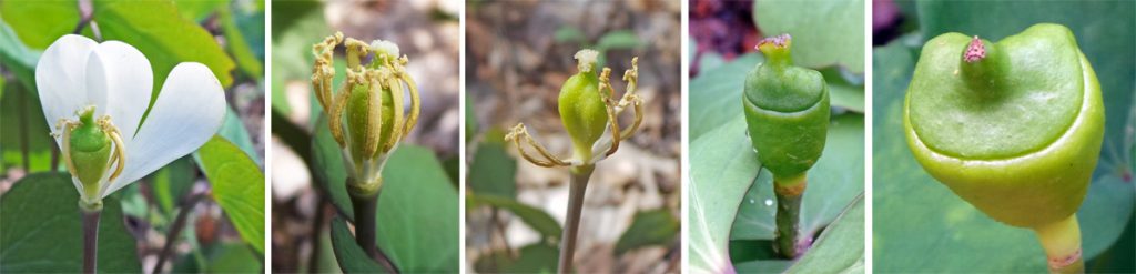 Twinleaf, Jeffersonia diphylla – Wisconsin Horticulture