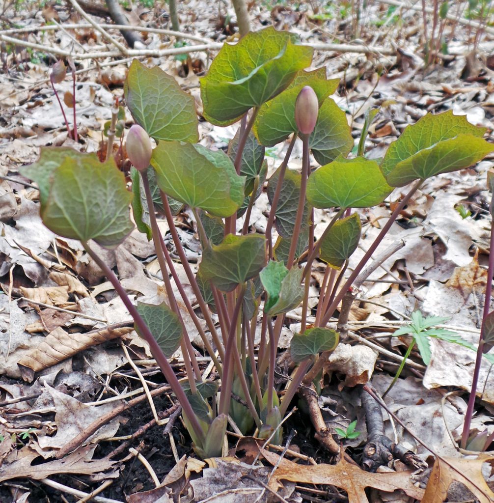 Twinleaf, Jeffersonia diphylla – Wisconsin Horticulture