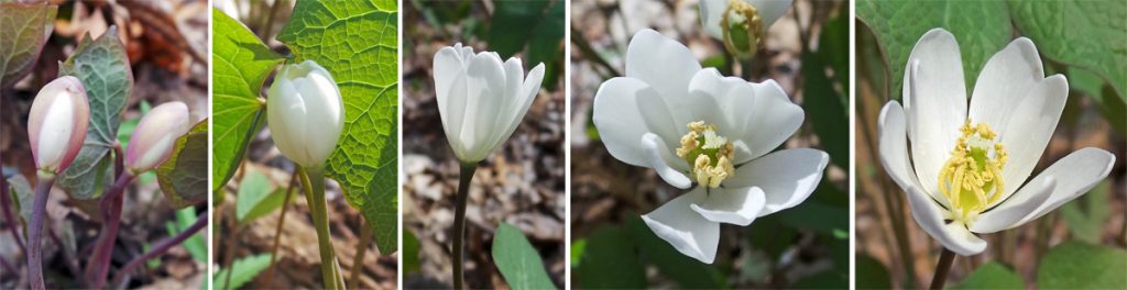 Twinleaf, Jeffersonia diphylla – Wisconsin Horticulture
