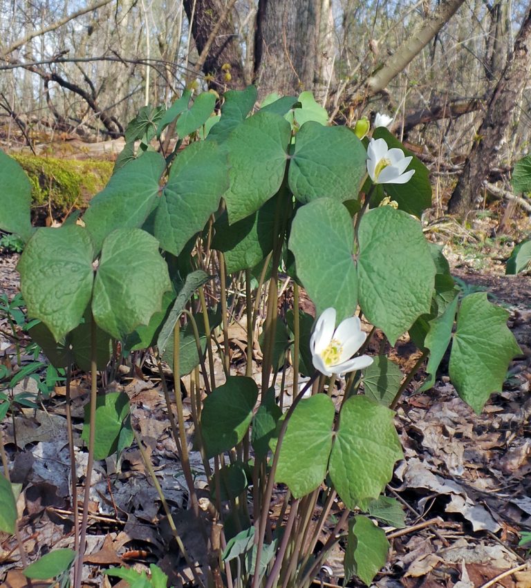 Twinleaf, Jeffersonia diphylla – Wisconsin Horticulture