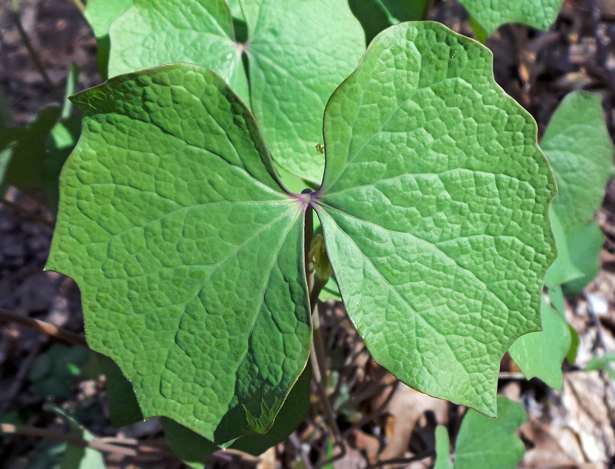 Twinleaf, Jeffersonia diphylla – Wisconsin Horticulture