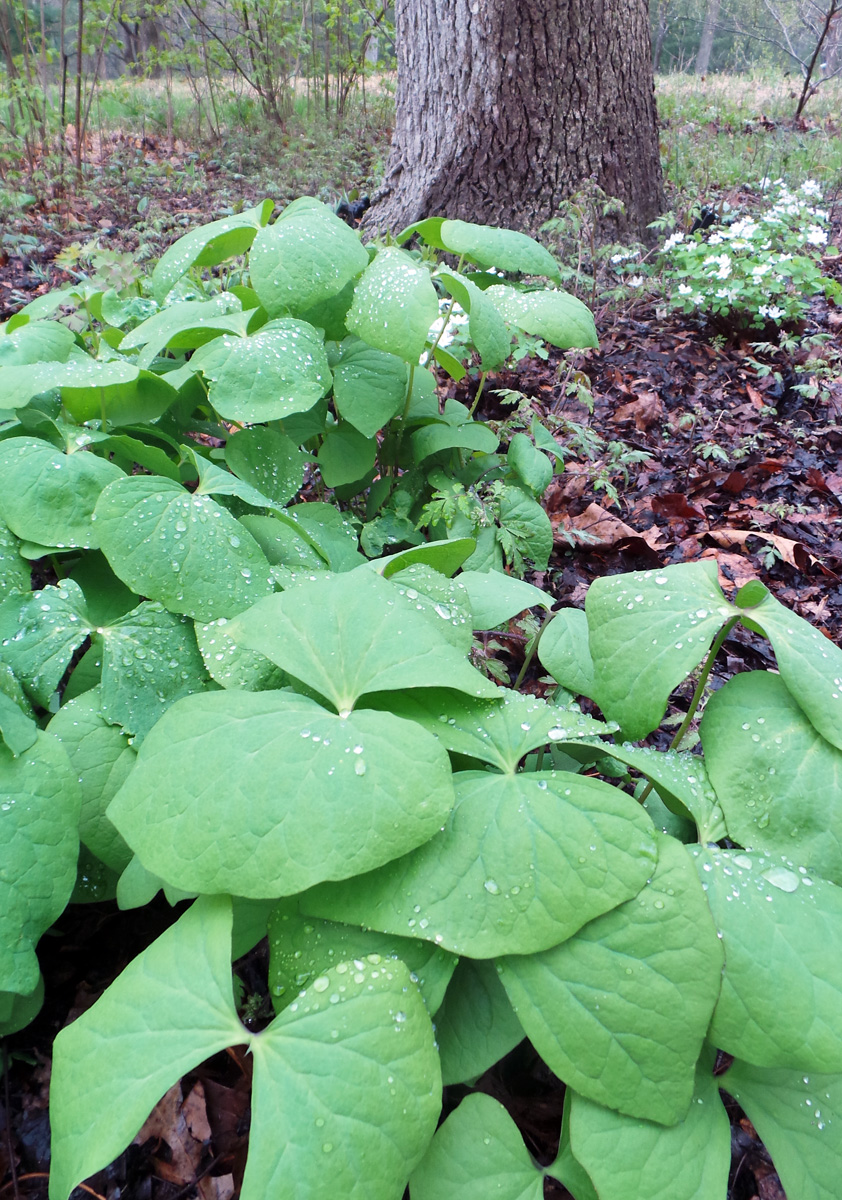 Twinleaf, Jeffersonia diphylla – Wisconsin Horticulture