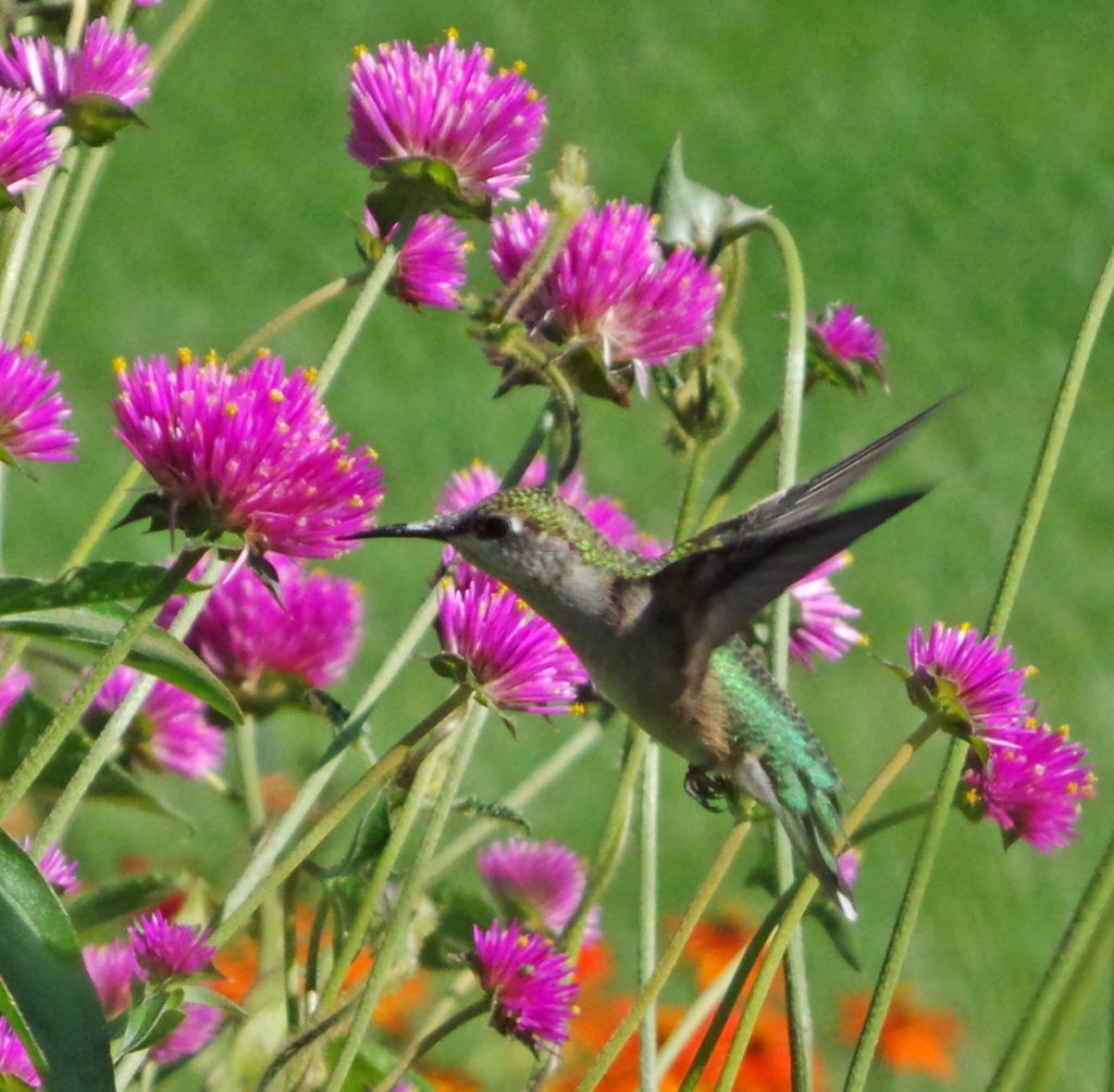 Hummingbirds in the Garden – Wisconsin Horticulture