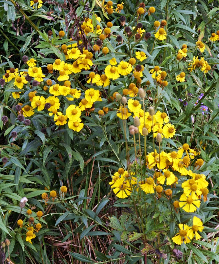 Helenium, Helenium autumnale – Wisconsin Horticulture