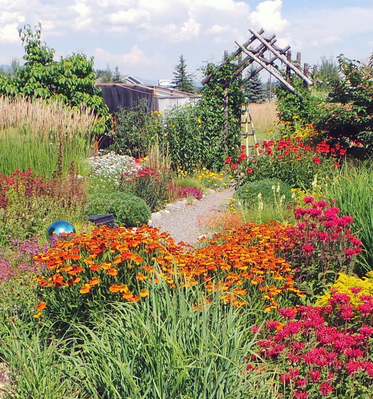Helenium, Helenium autumnale – Wisconsin Horticulture