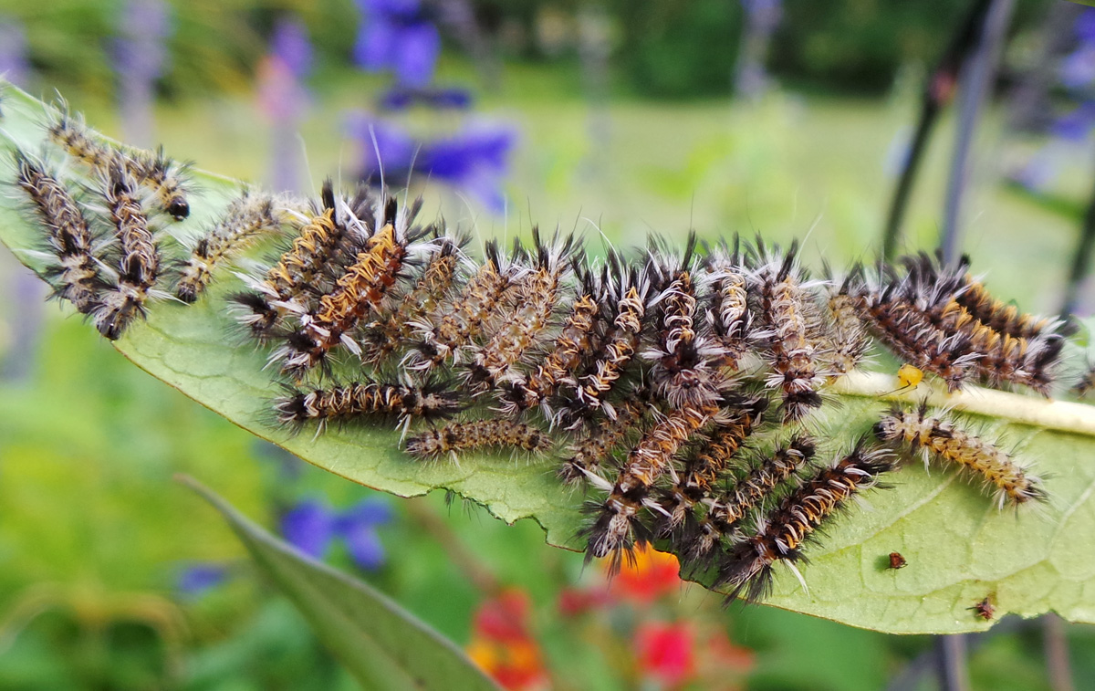 Insectos comunes del algodoncillo - Horticultura de Wisconsin | ISNCA