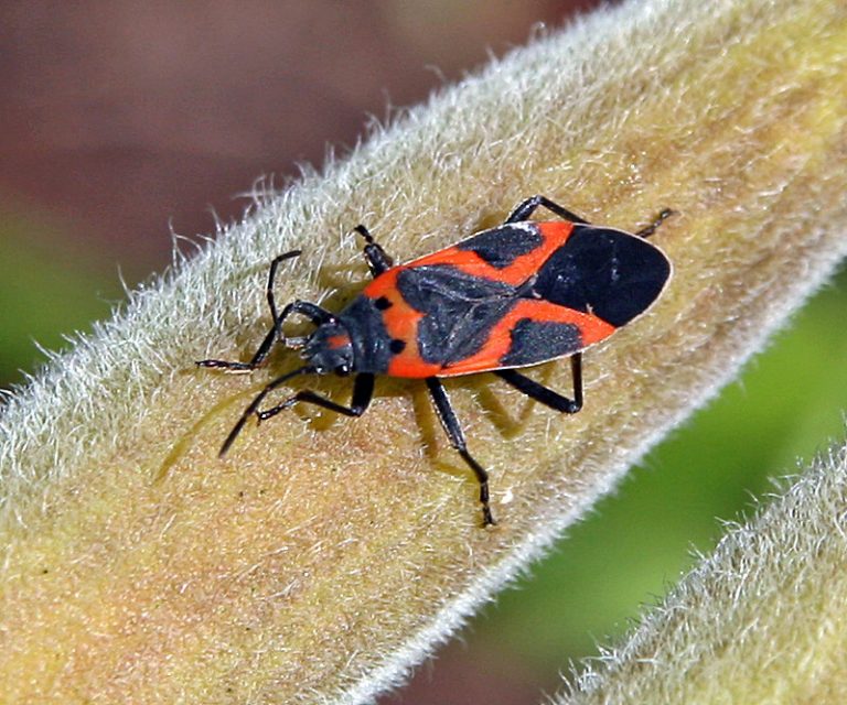 Common Milkweed Insects – Wisconsin Horticulture
