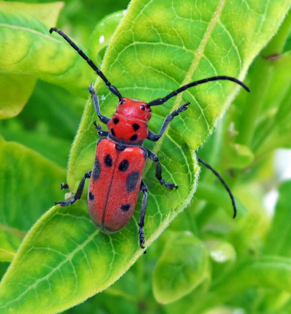 Resources – Wisconsin Horticulture