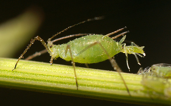 Aphids, in-depth – Wisconsin Horticulture