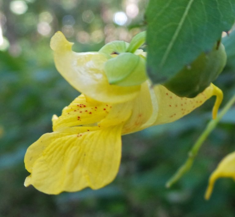 Jewelweed, Impatiens capensis – Wisconsin Horticulture