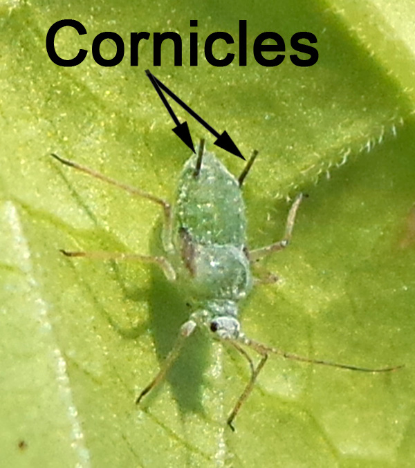 Aphids, in-depth – Wisconsin Horticulture