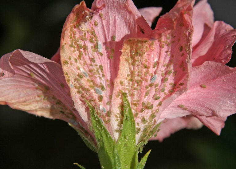 Aphids, in-depth – Wisconsin Horticulture