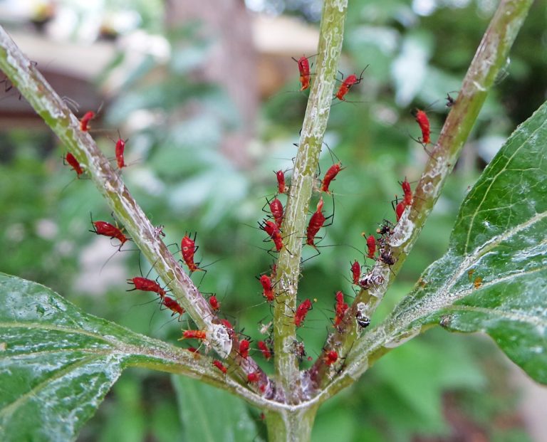 Aphids, in-depth – Wisconsin Horticulture
