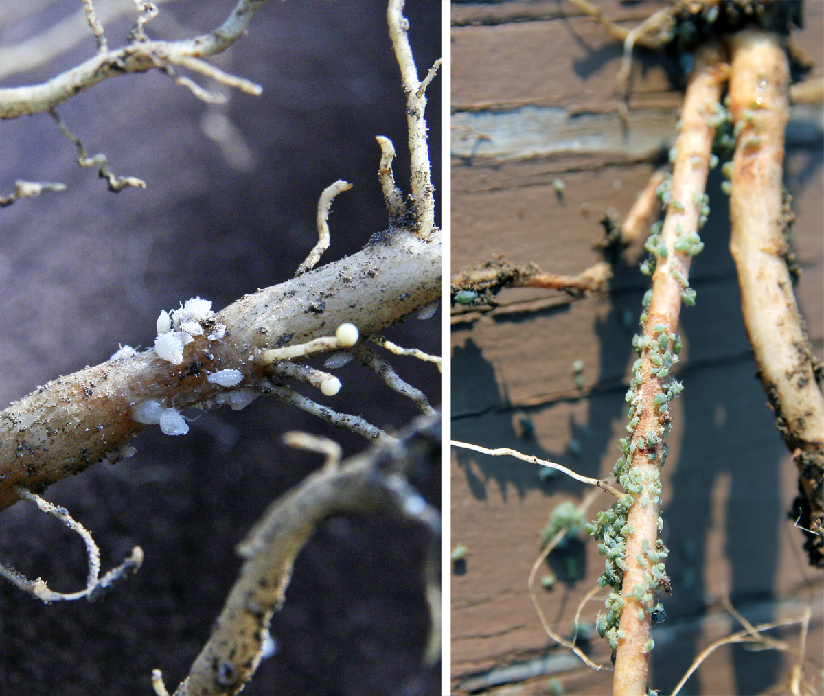 Aphids, in-depth – Wisconsin Horticulture