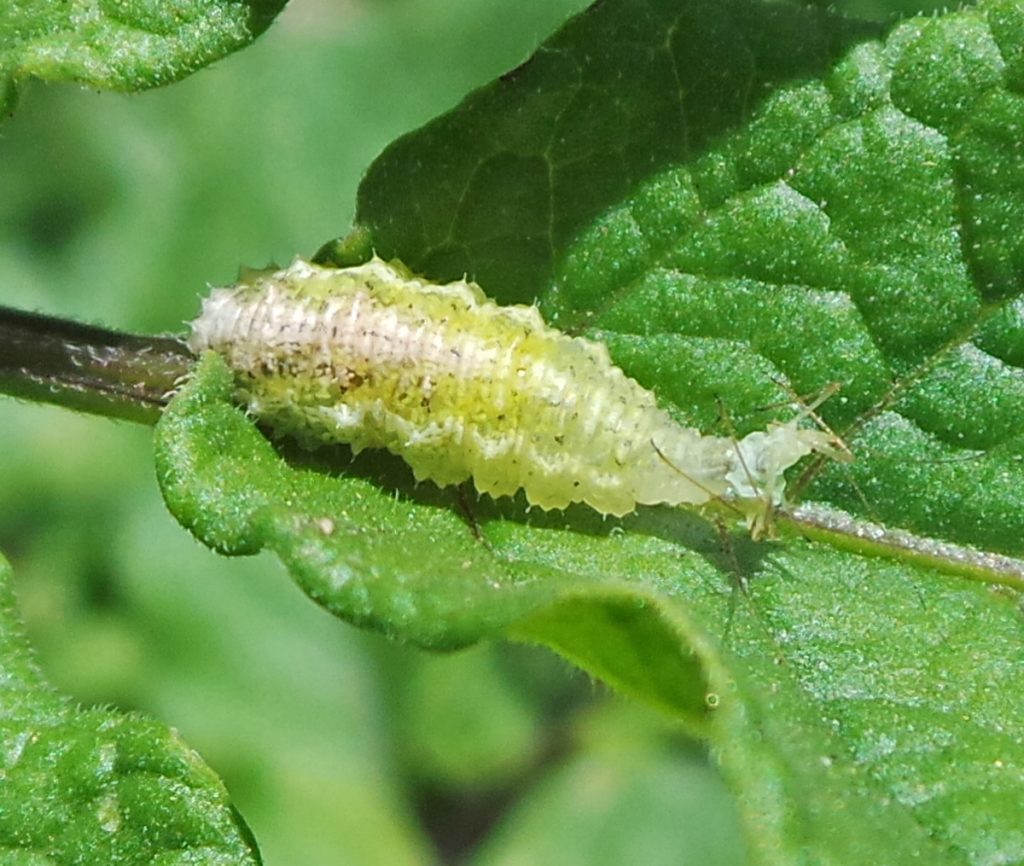 Aphids, in-depth – Wisconsin Horticulture