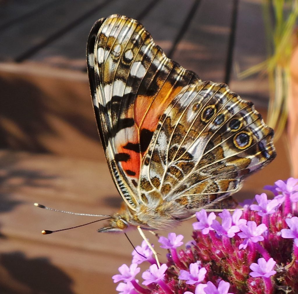 塗装女性蝶、ヴァネッサcardui-ウィスコンシン園芸 | Lost World