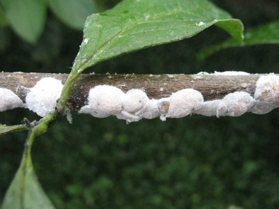 Scale Insects – Wisconsin Horticulture