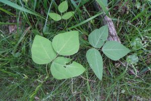 American Hog-peanut, Amphicarpaea bracteata – Wisconsin Horticulture