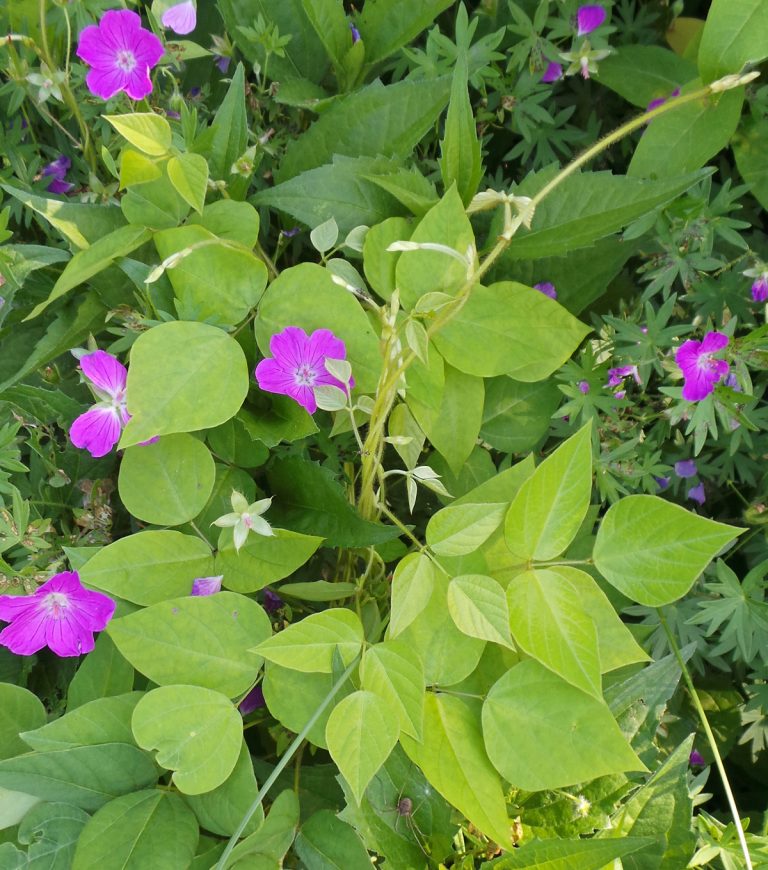 American Hog-peanut, Amphicarpaea bracteata – Wisconsin Horticulture