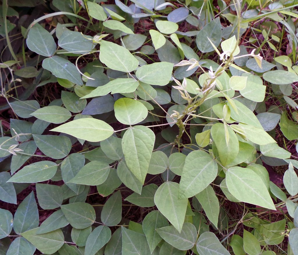 American Hog-peanut, Amphicarpaea bracteata – Wisconsin Horticulture