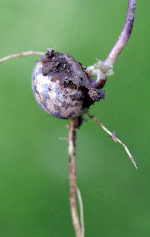 American Hog-peanut, Amphicarpaea bracteata – Wisconsin Horticulture