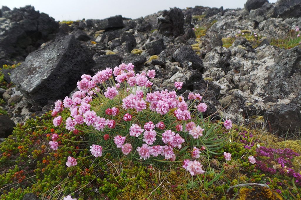 Sea thrift, Armeria maritima – Wisconsin Horticulture
