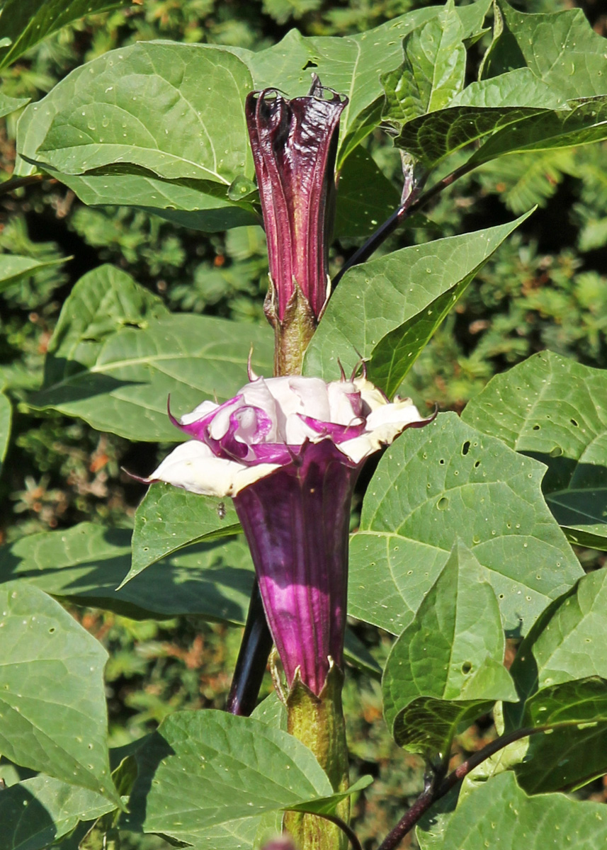 Datura – Wisconsin Horticulture
