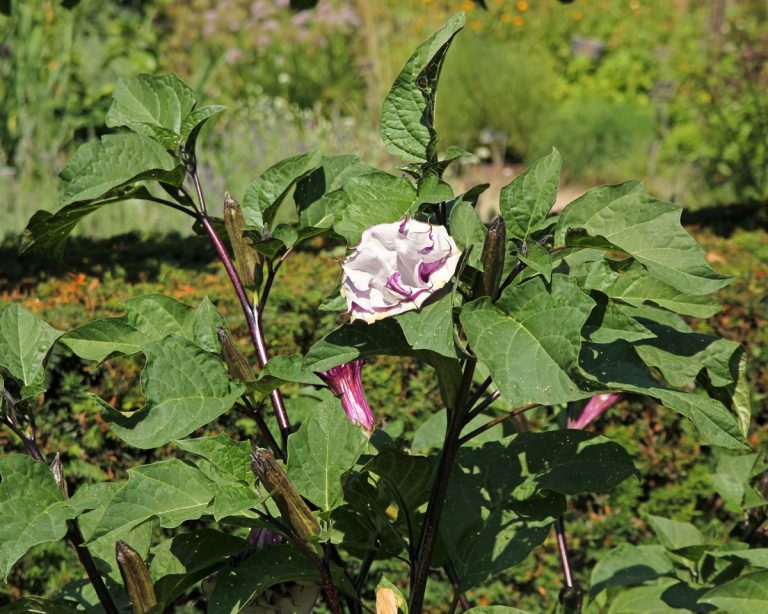 Datura – Wisconsin Horticulture