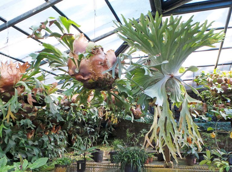 Staghorn Fern, Platycerium bifurcatum – Wisconsin Horticulture