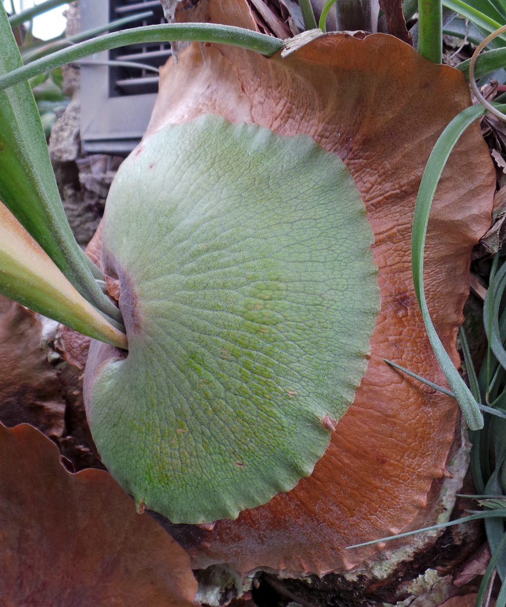 Staghorn Fern, Platycerium bifurcatum – Wisconsin Horticulture