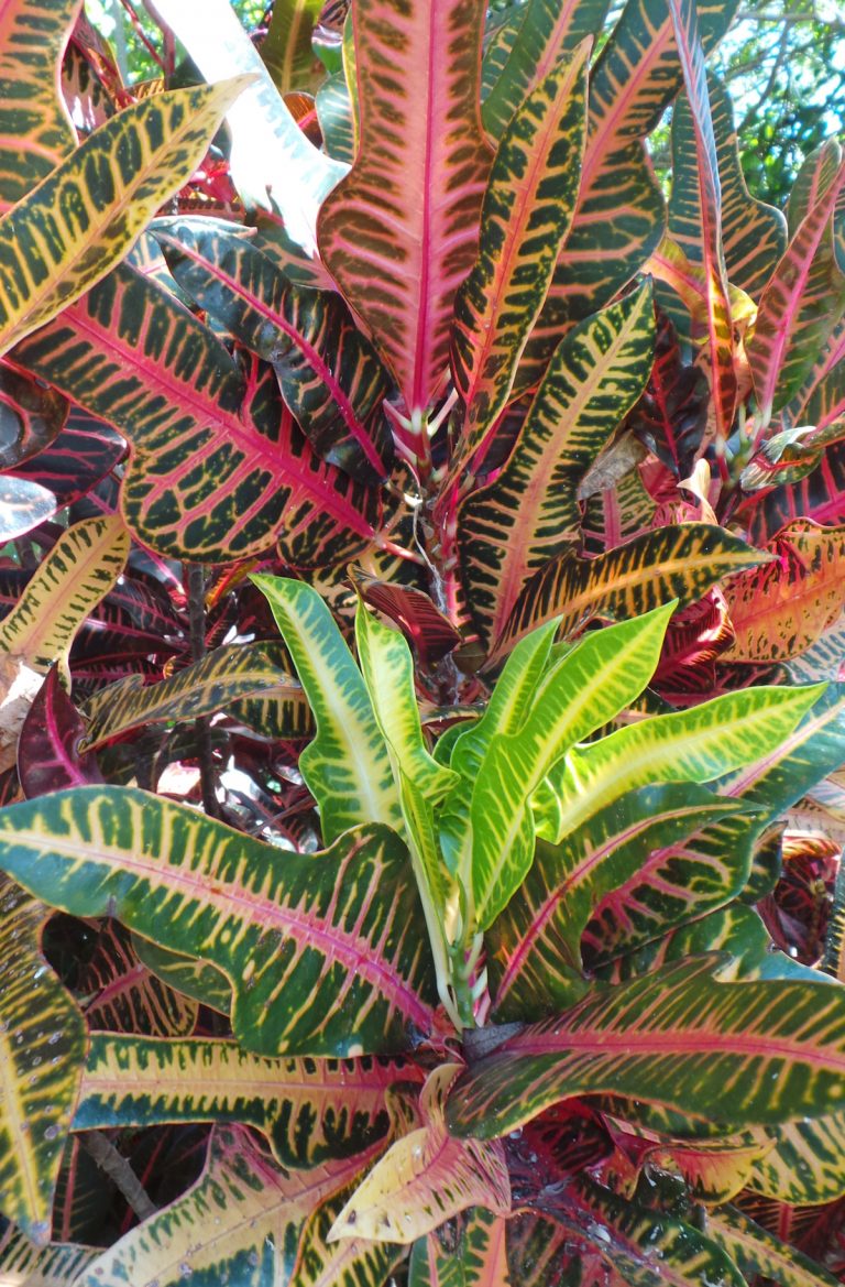 Croton, Codiaeum variegatum – Wisconsin Horticulture