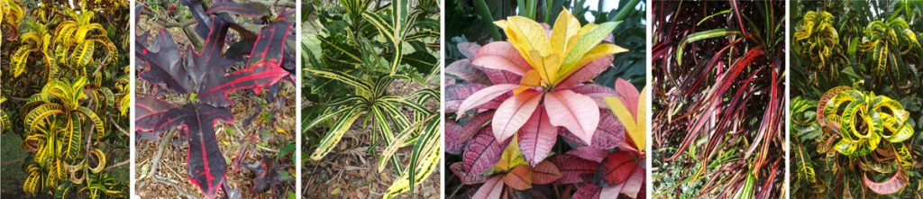 Croton, Codiaeum variegatum – Wisconsin Horticulture