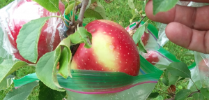 Bagging Apples for Insect and Disease Control – Wisconsin Horticulture