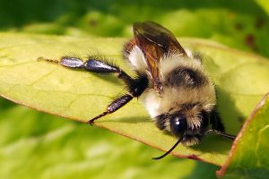 Insects – Wisconsin Horticulture