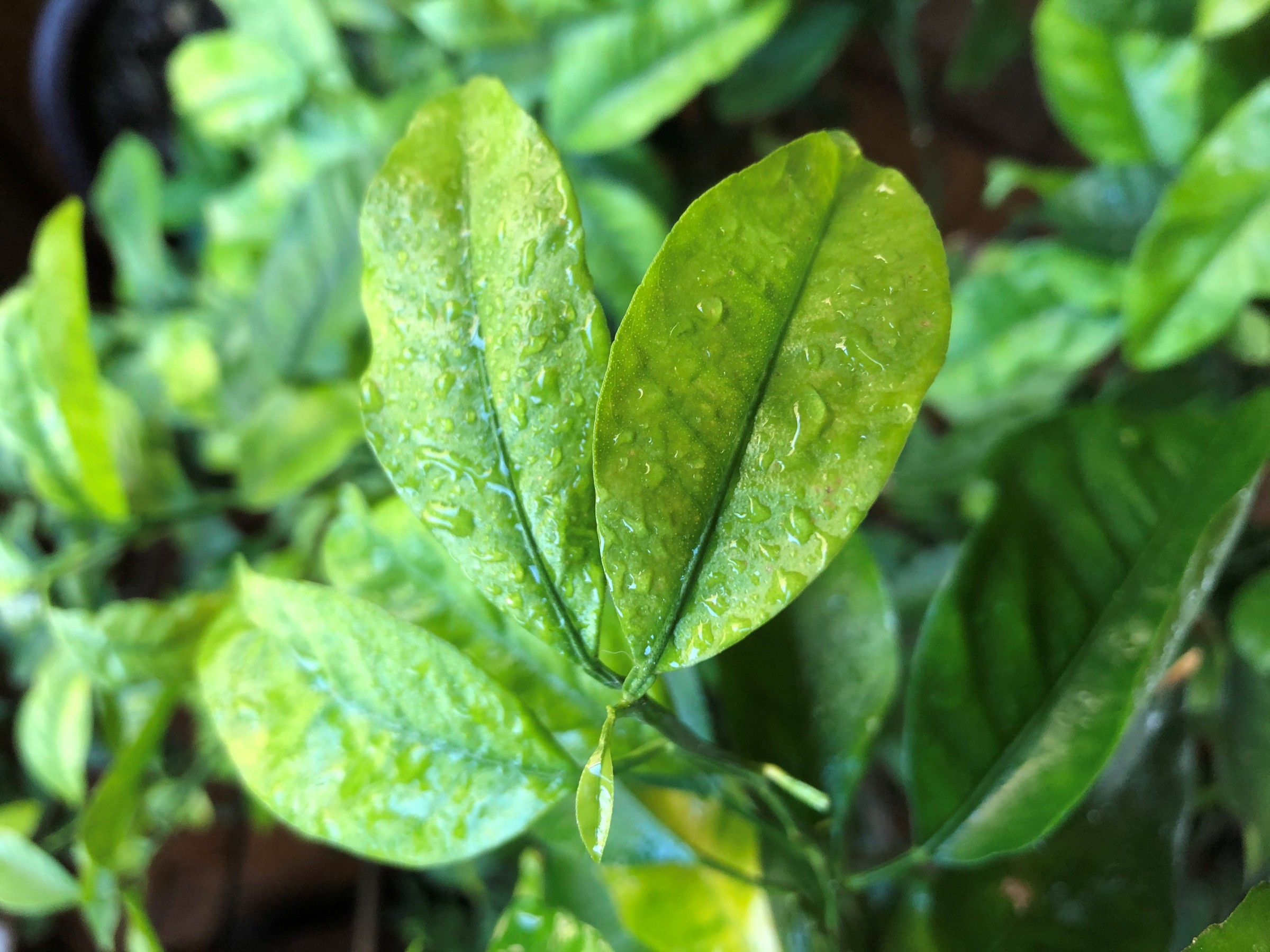 Water On Leaves