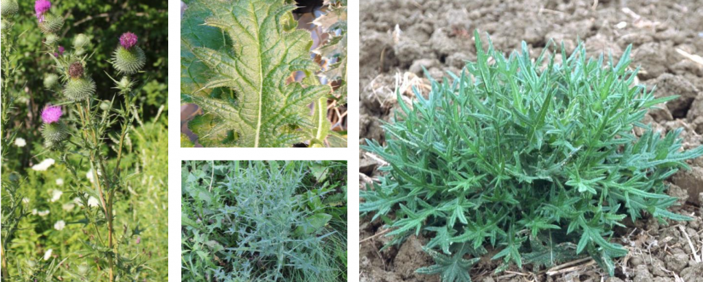 Bull Thistle – Cirsium vulgare – Wisconsin Horticulture