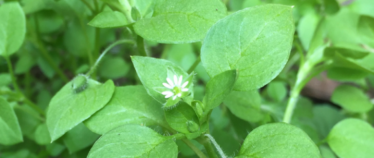 Common Chickweed – Stellaria media – Wisconsin Horticulture