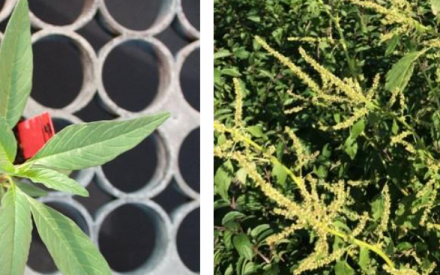 Wisconsin Weed Identification: Common Ragweed – Ambrosia artemisiifolia ...