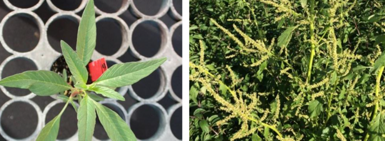 Tall / Common Waterhemp – Wisconsin Horticulture