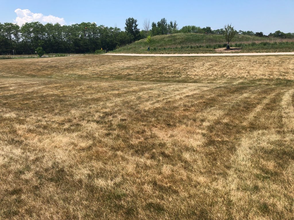 Keeping your plants healthy: Dealing with dry soils and drought ...