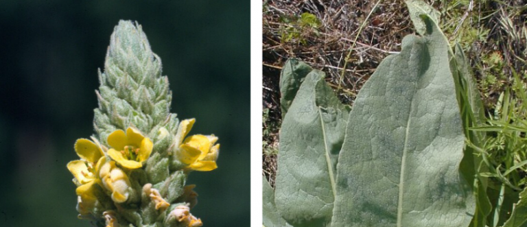 Common Mullein – Verbascum thapsus – Wisconsin Horticulture