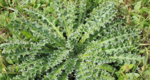 Musk Thistle Carduus Nutans Wisconsin Horticulture