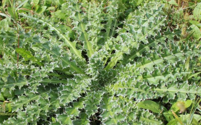 Wisconsin Weed Identification: Plumeless Thistle – Wisconsin Horticulture