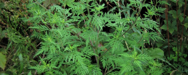 Common Ragweed Ambrosia Artemisiifolia Wisconsin Horticulture