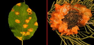 Gymnosporangium Rusts (Cedar-Apple Rusts) – Wisconsin Horticulture