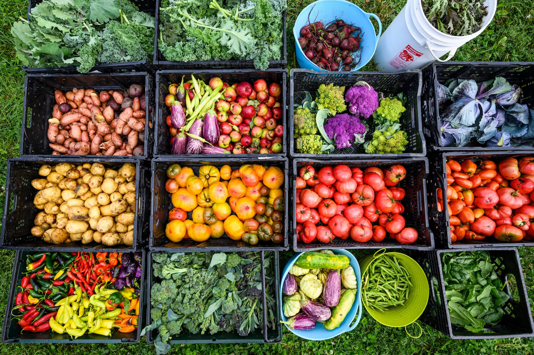 Heirloom Vegetables – Wisconsin Horticulture